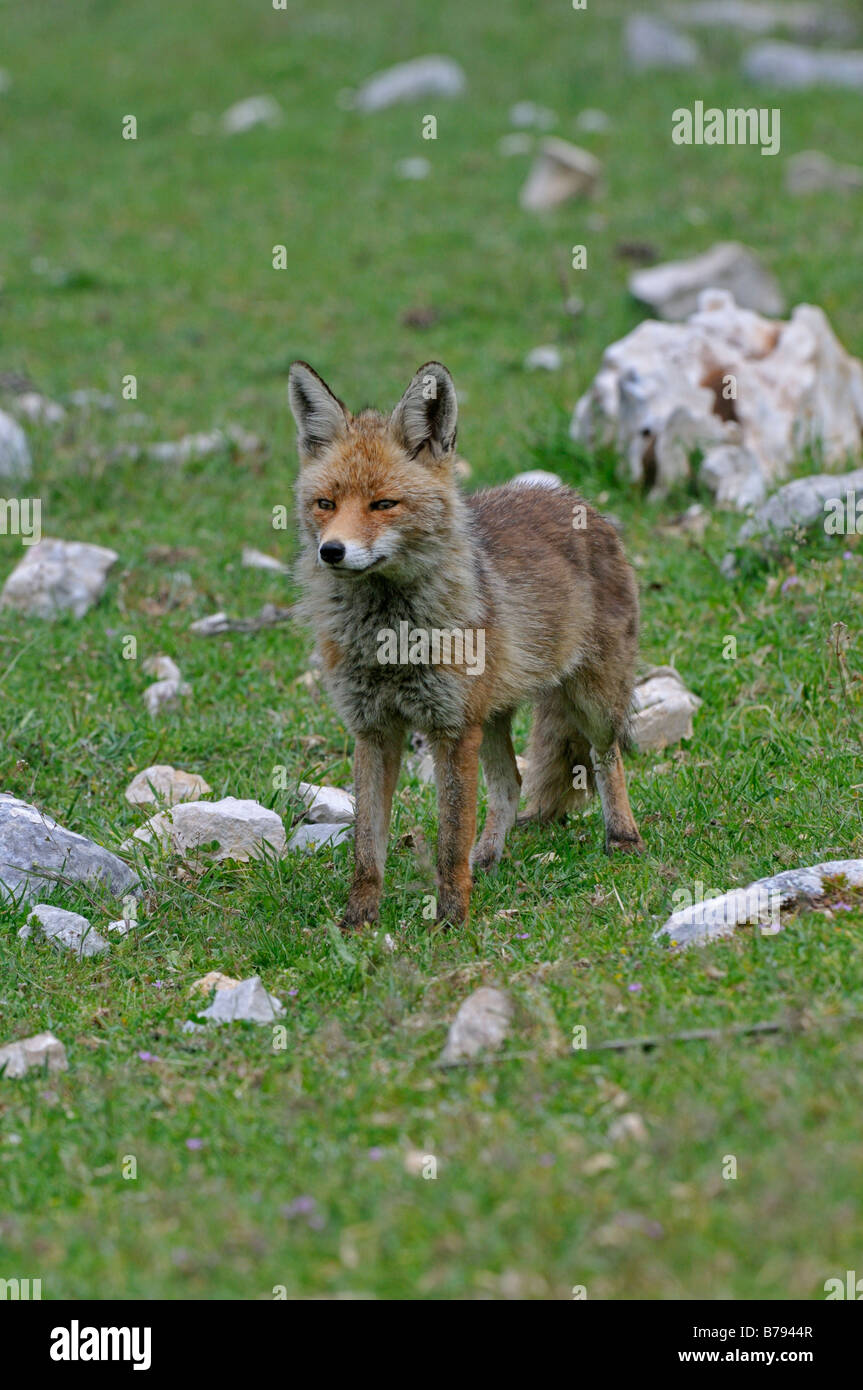 Red Fox in a field Stock Photo - Alamy