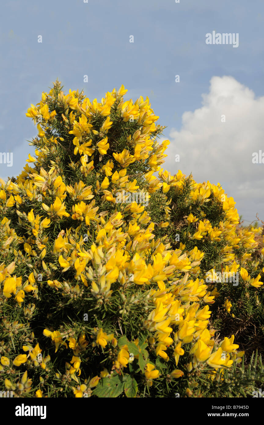 Close up of gorse hi-res stock photography and images - Alamy