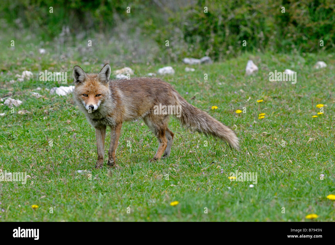 Red fox in a field hi-res stock photography and images - Alamy