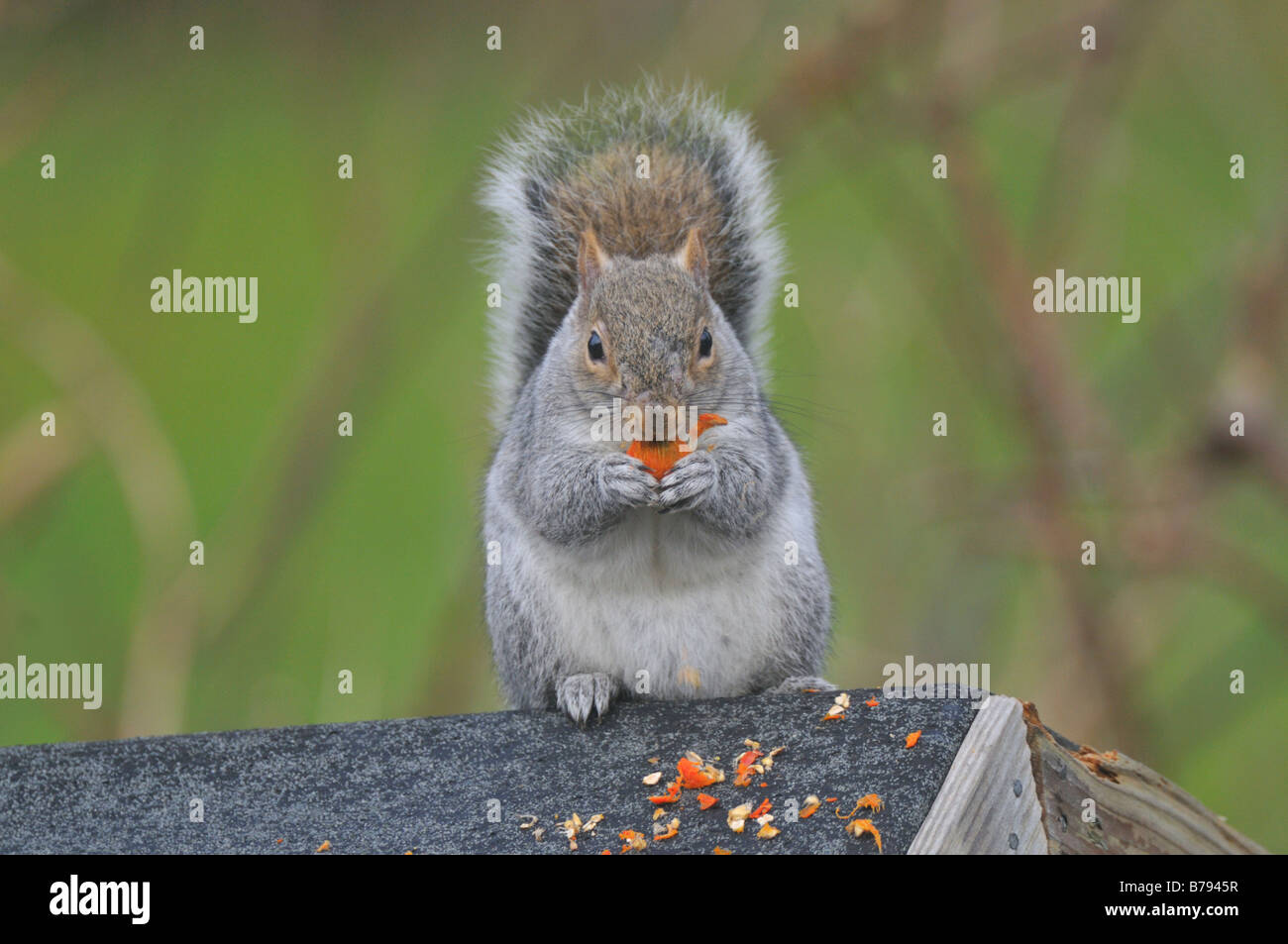 Grey squirrel on roof hi-res stock photography and images - Alamy