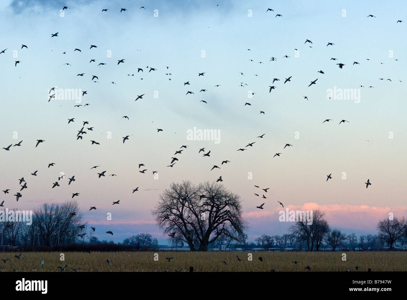 Cornfield silhouette hi-res stock photography and images - Alamy