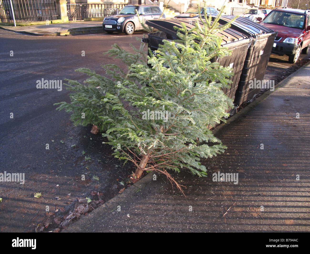 Discarded Christmas tree at roadside bin Stock Photo - Alamy