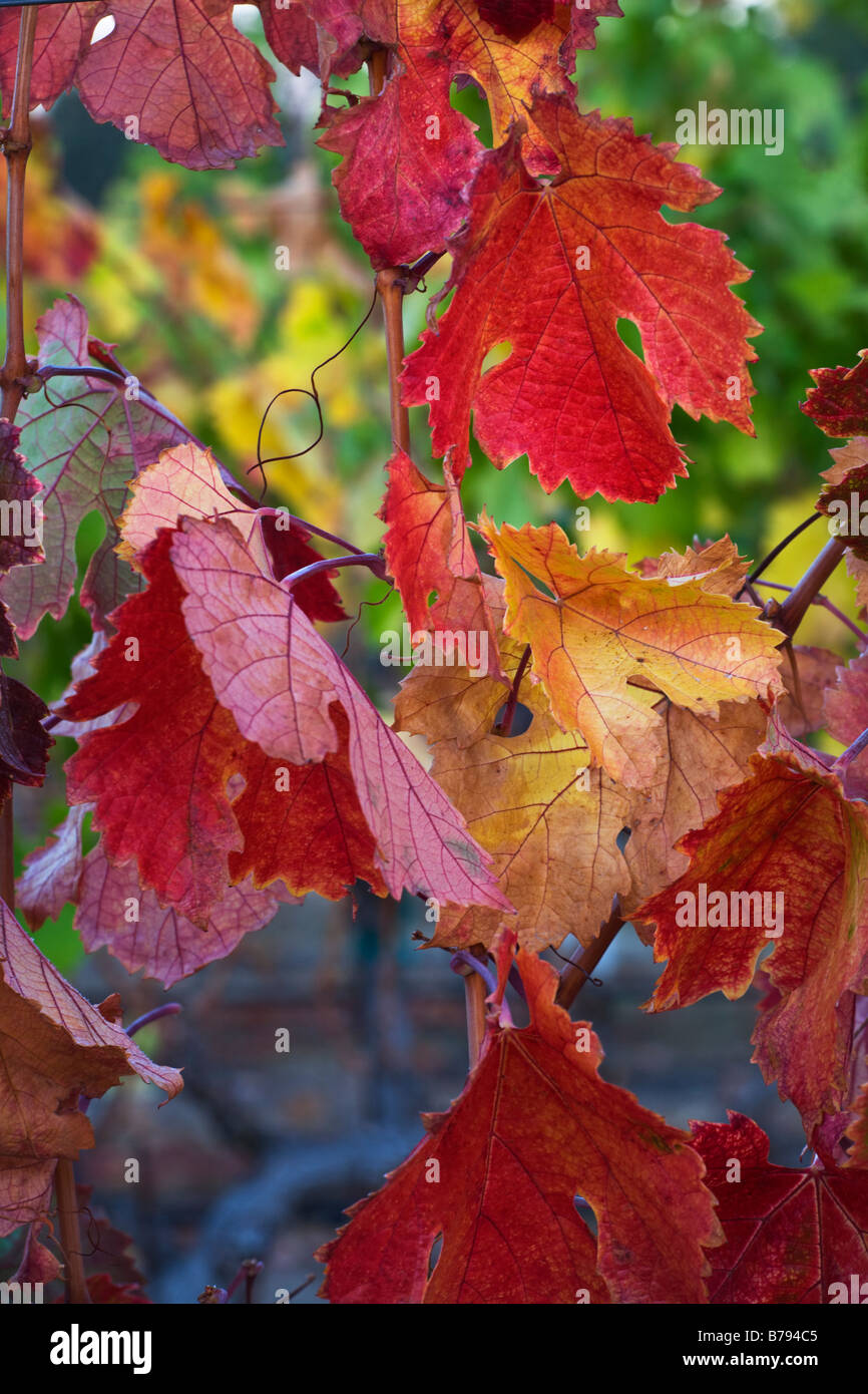 WINE GRAPE LEAVES turn red during the autumn ALEXANDER VALLEY ...