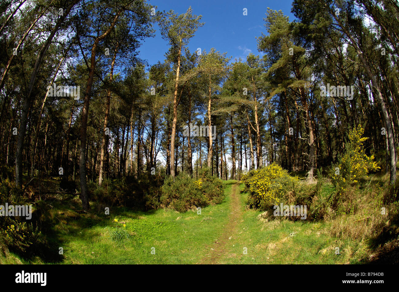Peaceful Glade High Resolution Stock Photography and Images - Alamy