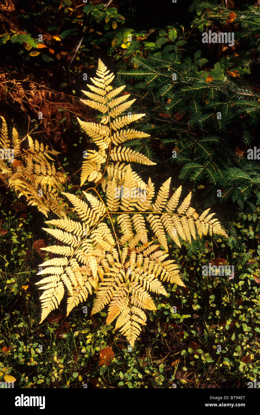 Bracken Pteridium aquilinum fern Stock Photo - Alamy