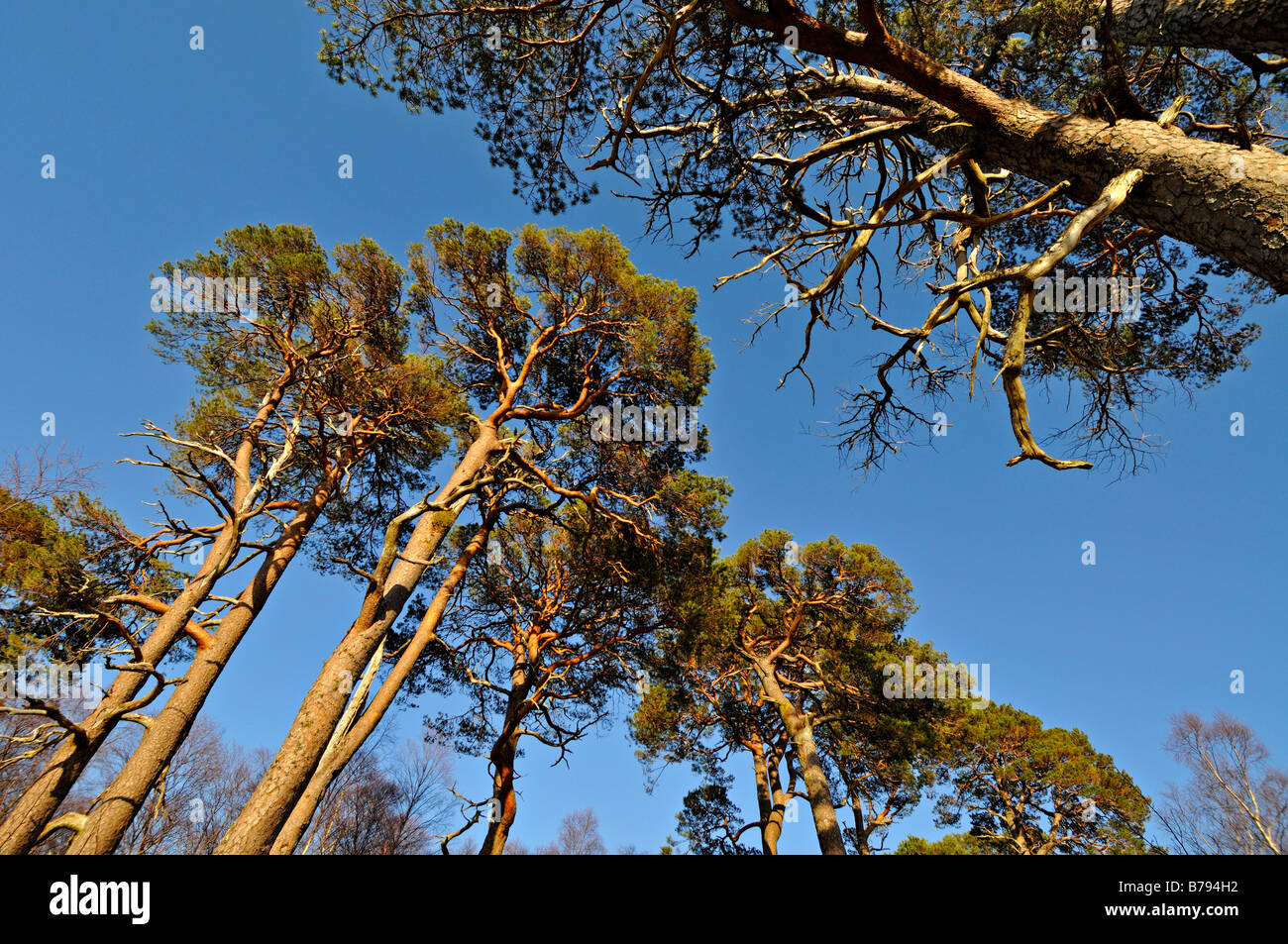 Looking up into the canopy of a group of tall Scots pines Rannoch Moor ...