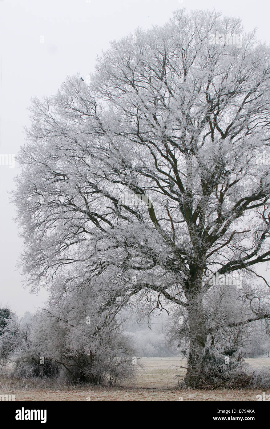 Frosted oak tree hi-res stock photography and images - Alamy