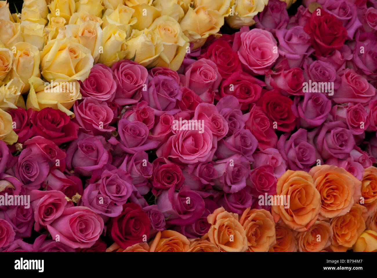 Pink Yellow Rose perennial shrub genus Rosa Rosaceae close up roses ...