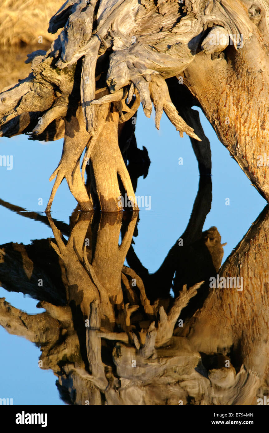 washed out tree stump Stock Photo - Alamy