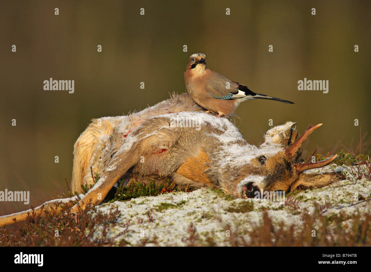 Jay Garrulus glandarius sitting ontop of a dead Roe Deer in the snow in ...