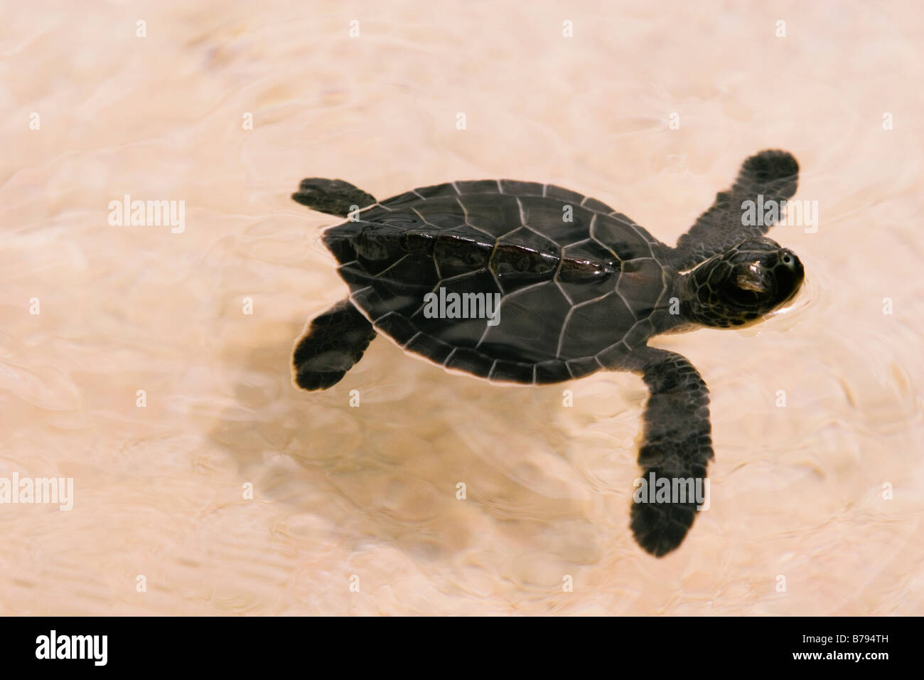 Cute baby sea turtle swimming hi-res stock photography and images - Alamy