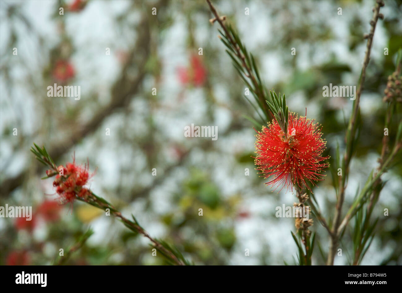 Pohutukawa or New Zealand Christmas Tree Stock Photo - Alamy
