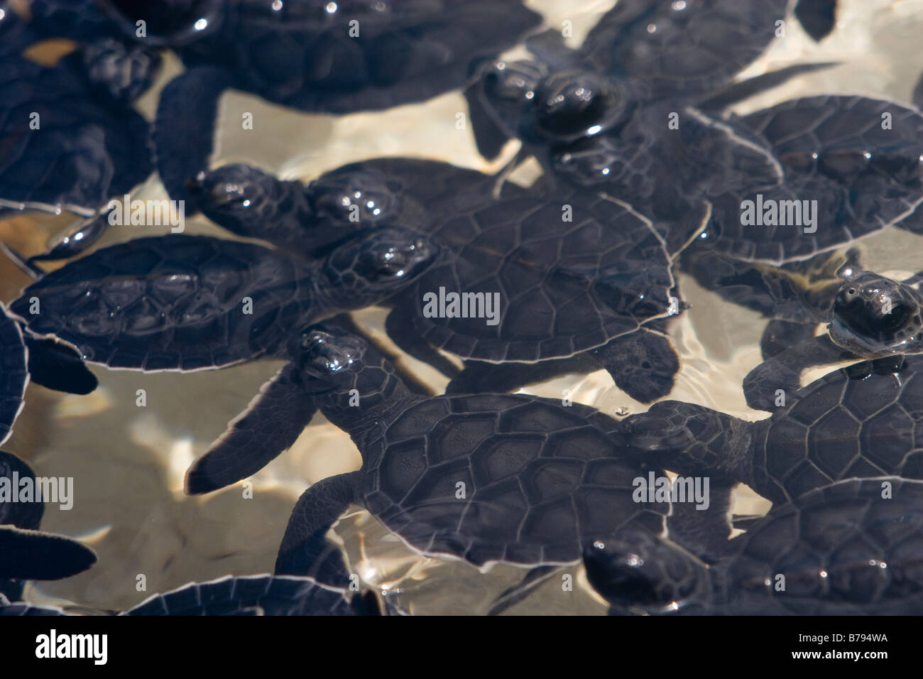 Cute baby sea turtle swimming hi-res stock photography and images - Alamy