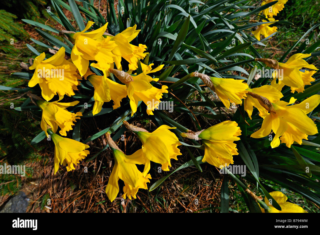Group of yellow daffodils in full bloom Perthshire Scotland Stock Photo ...