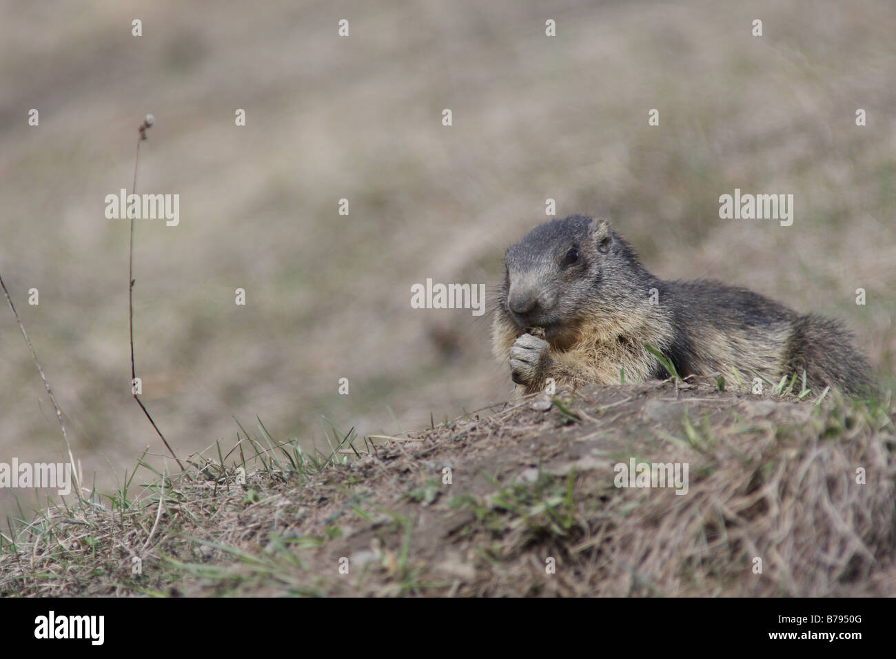 Marmotte hi-res stock photography and images - Alamy