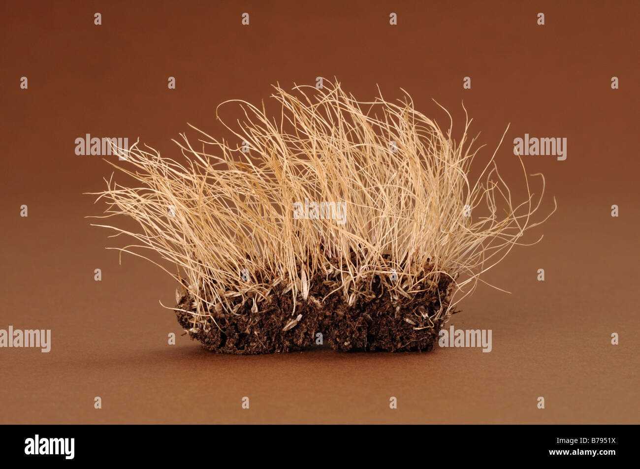 Lawn dead hi-res stock photography and images - Alamy