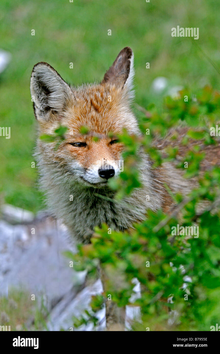 Red Fox hiding behind bush Stock Photo - Alamy