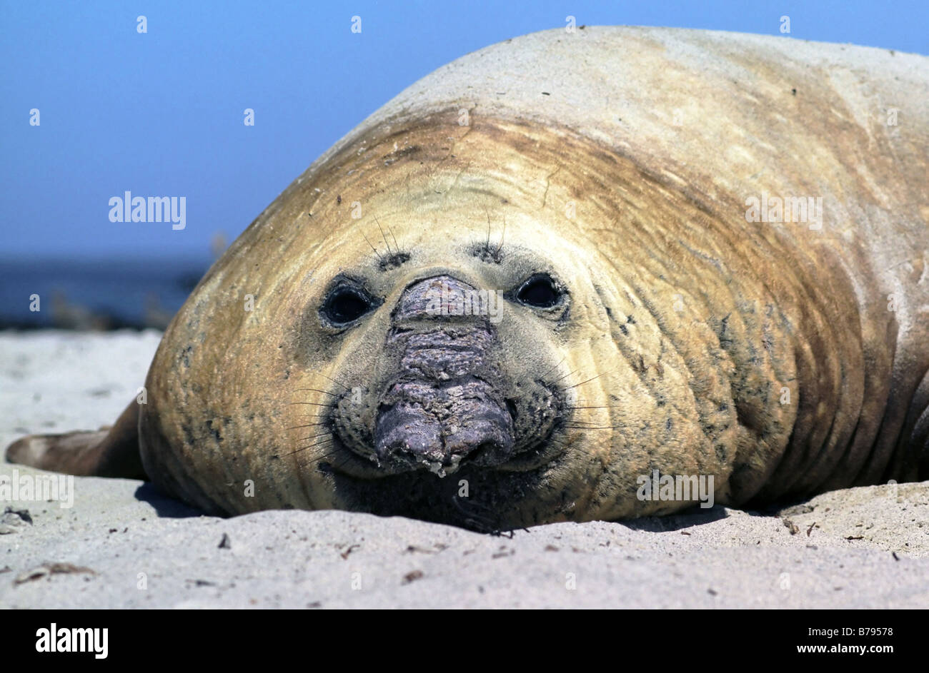 Elephant seal sunbathing hi-res stock photography and images - Alamy