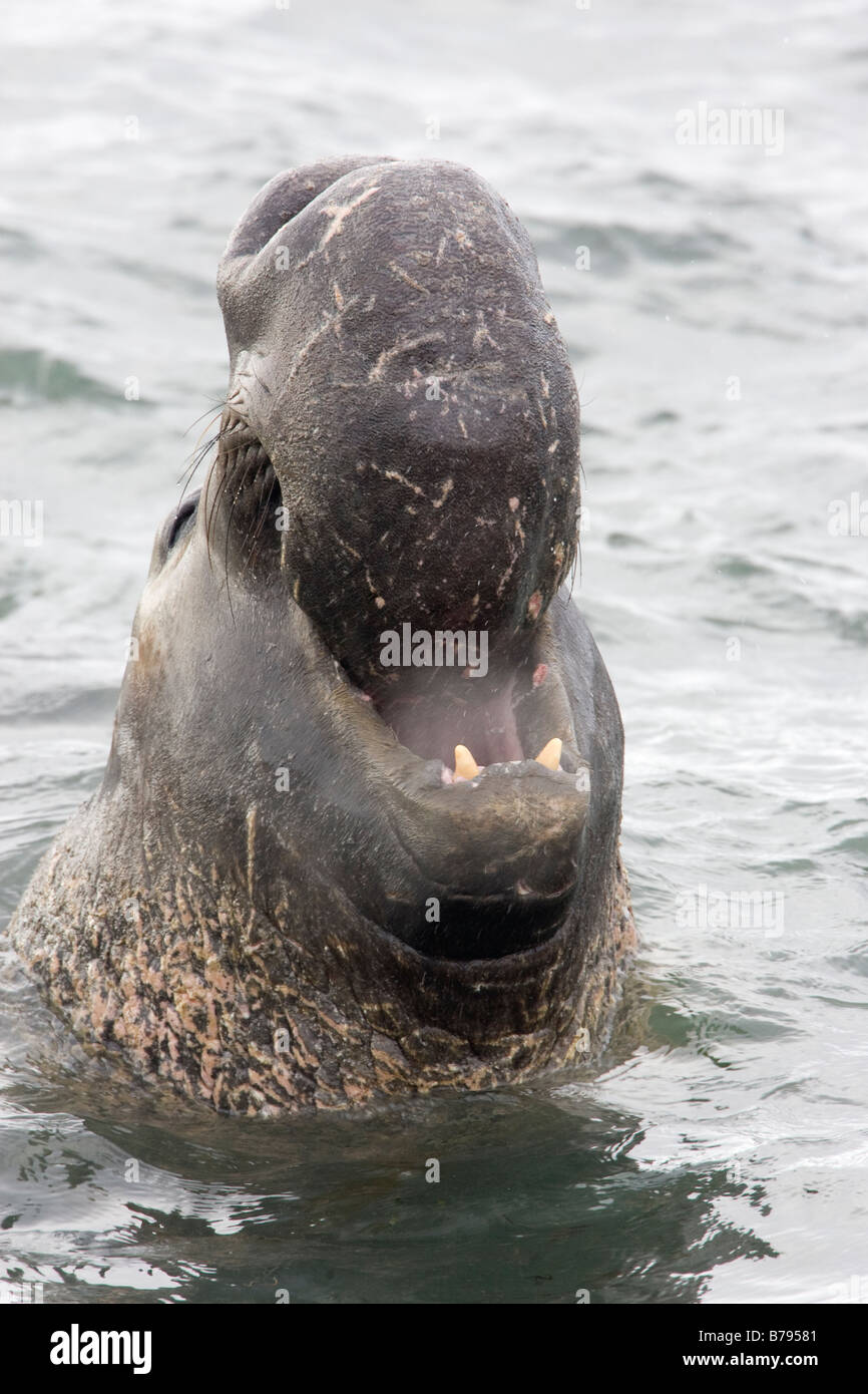 Bull neck hi-res stock photography and images - Alamy