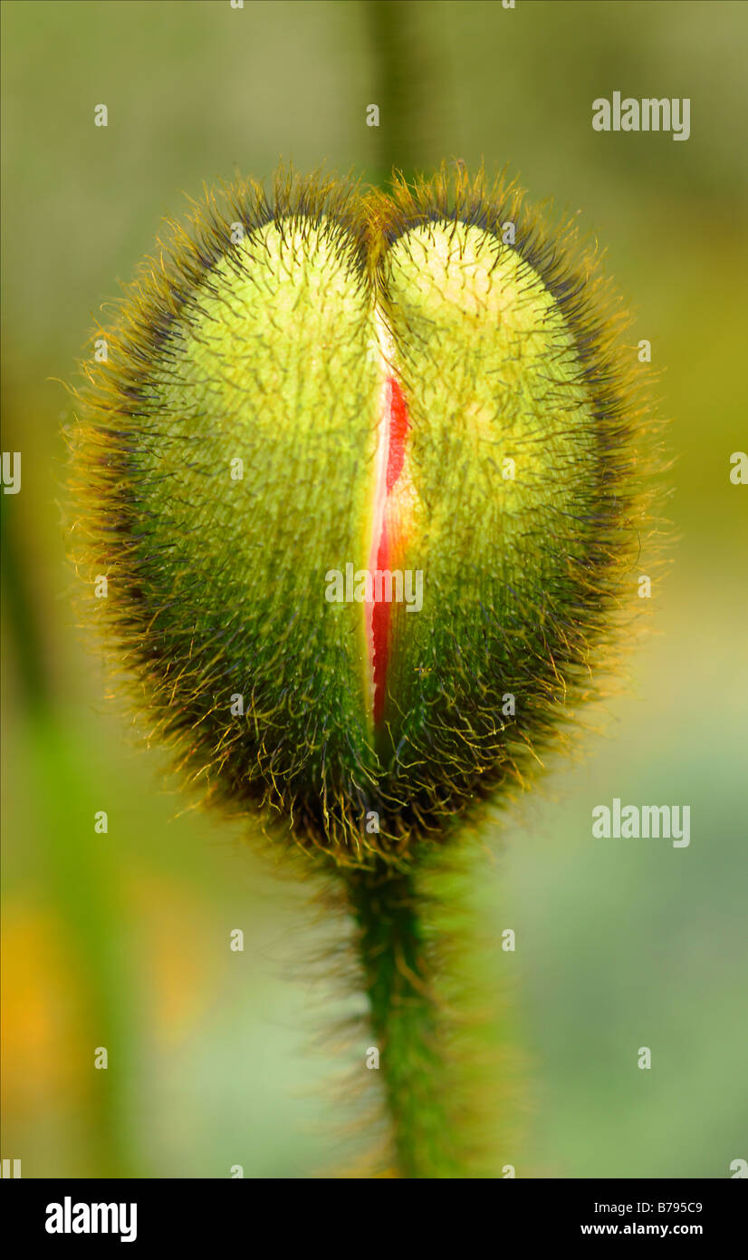 Poppy birth first sight botanic garden Stock Photo - Alamy