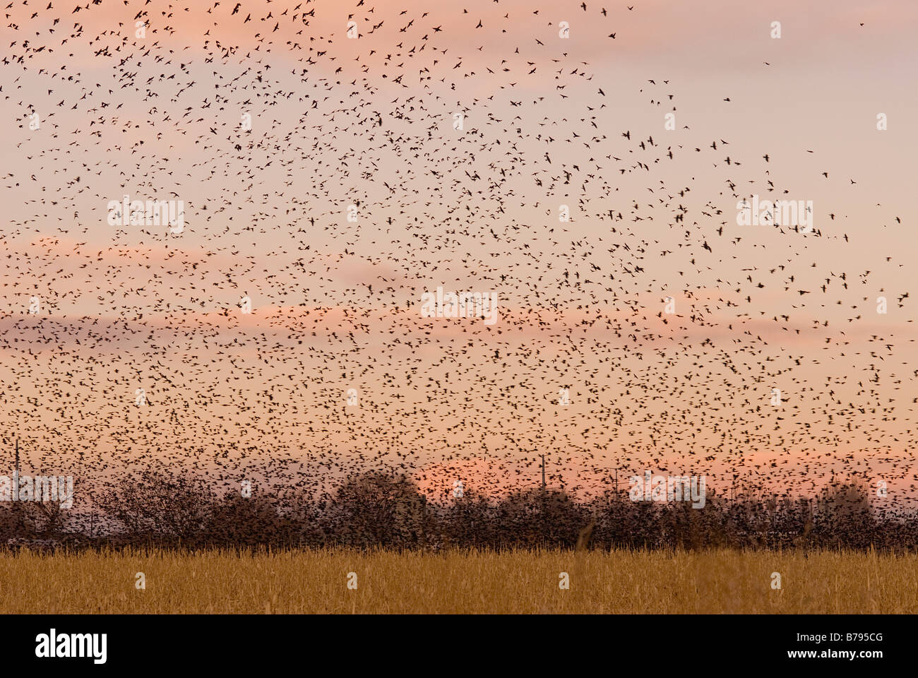 Huge flock of starlings hi-res stock photography and images - Alamy