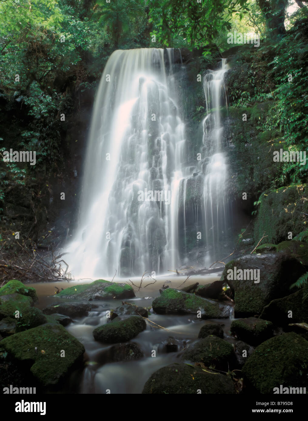 Matai tree hi-res stock photography and images - Alamy