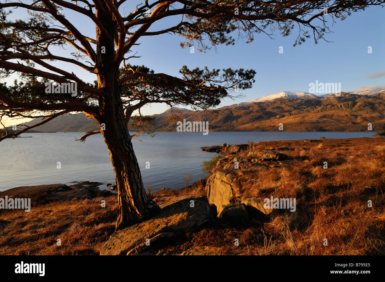 A pine tree in evening light springs from the rocky shores of Loch ...