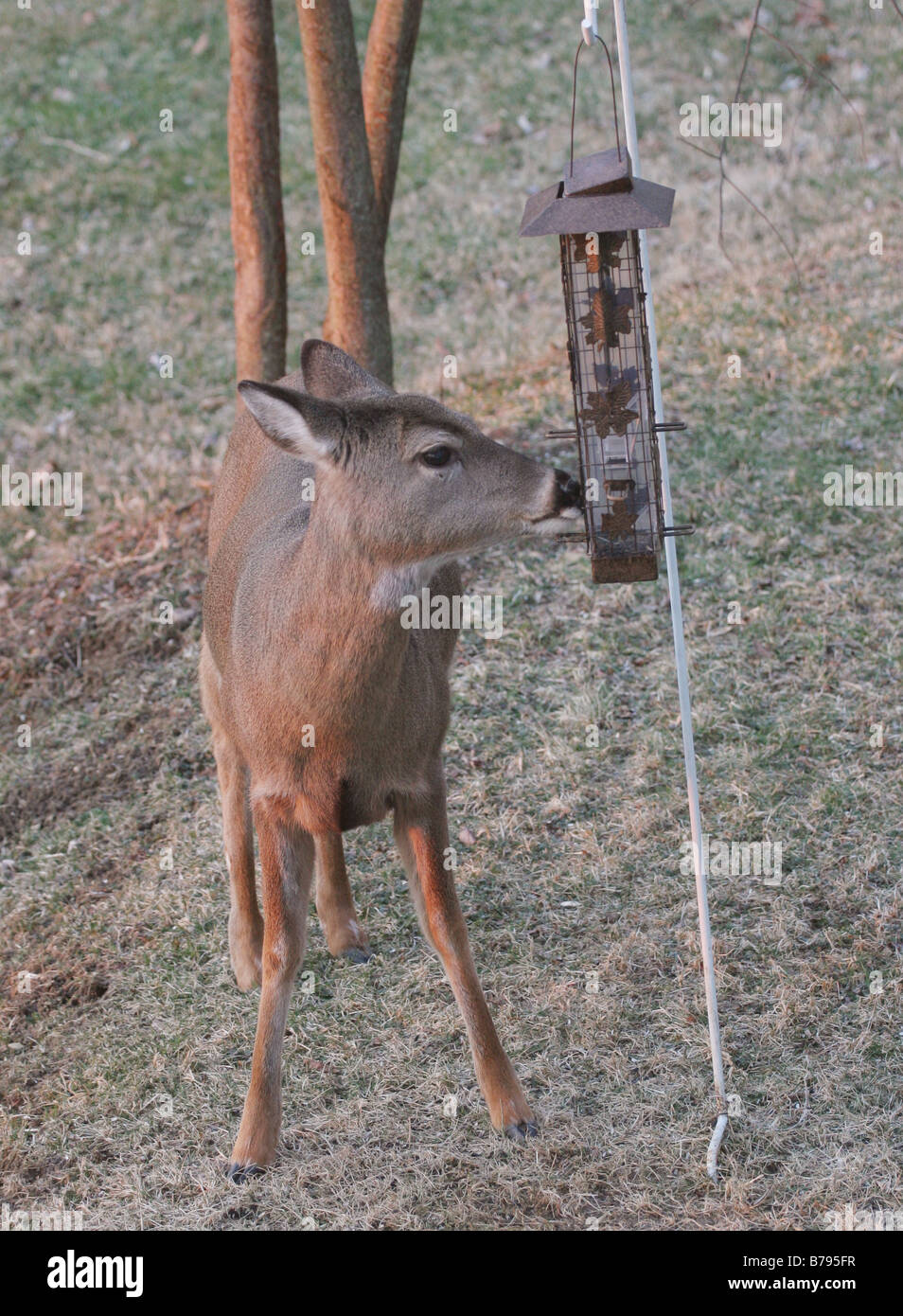 White tailed deer feeding from bird feeder Stock Photo - Alamy