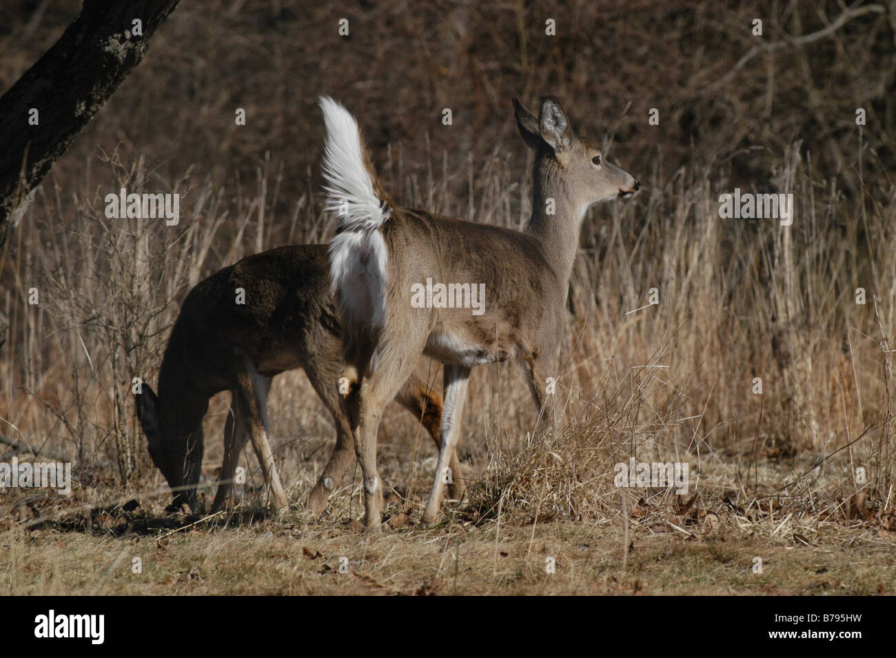 White tailed deer tail alarm signal Stock Photo - Alamy
