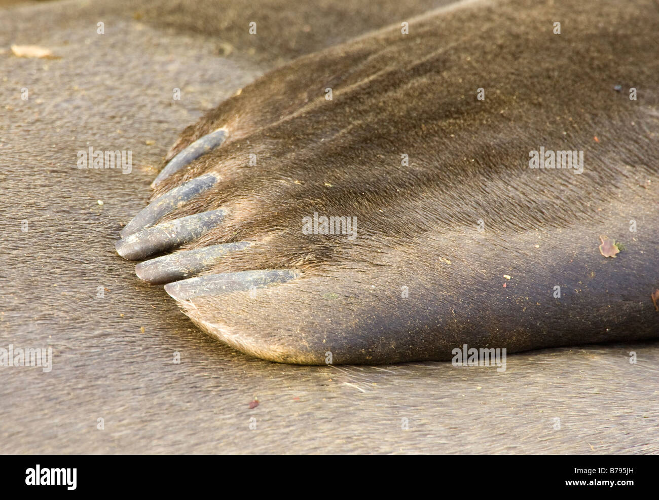Seal up close hi-res stock photography and images - Alamy