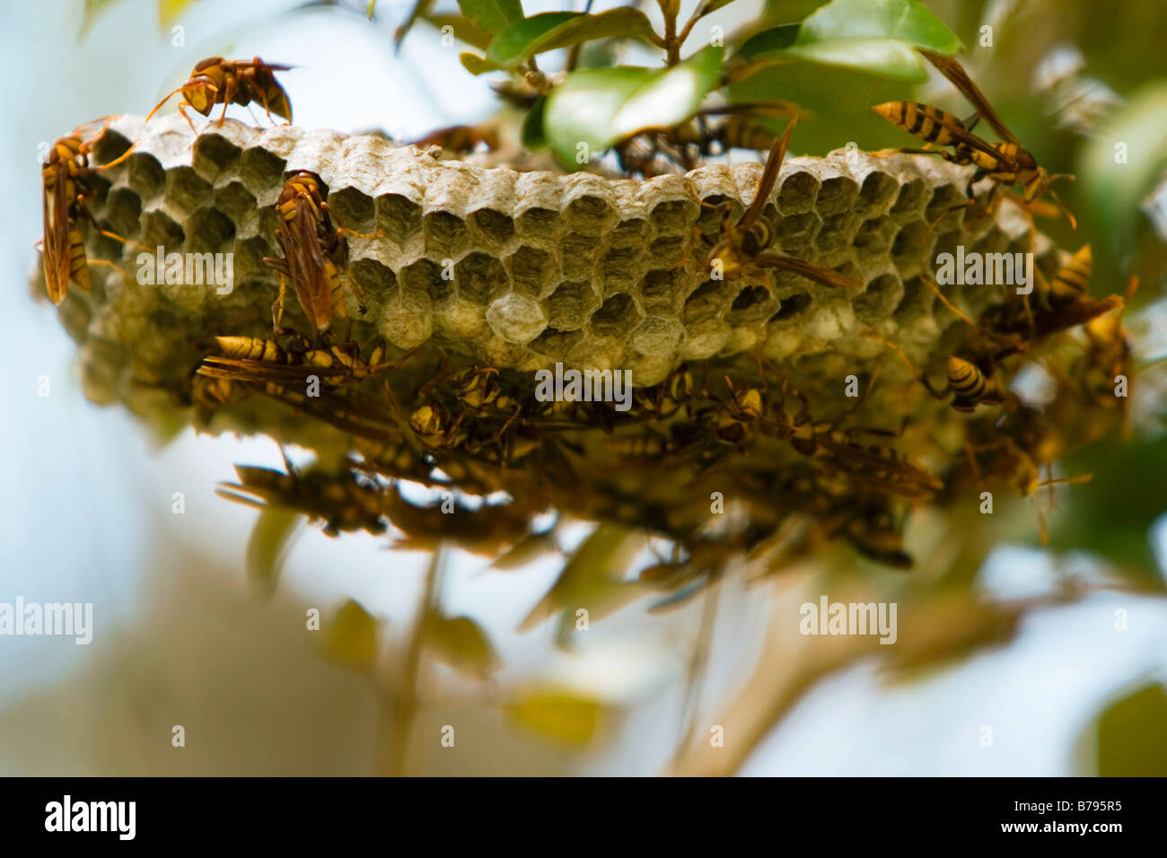 Red Paper Wasps High Resolution Stock Photography and Images - Alamy