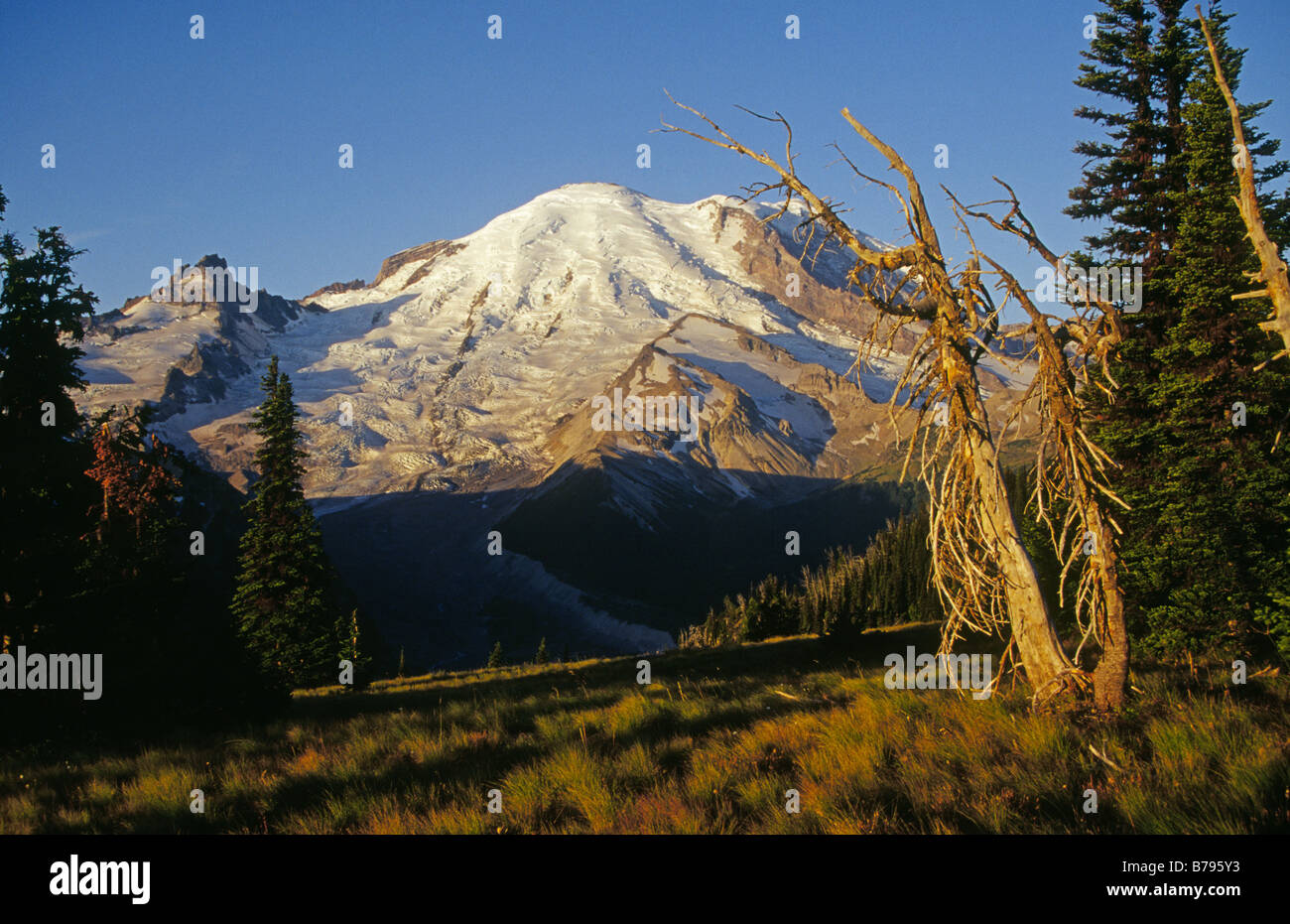 A view of the massive glaciers on the face of Mount Rainier, Washington ...
