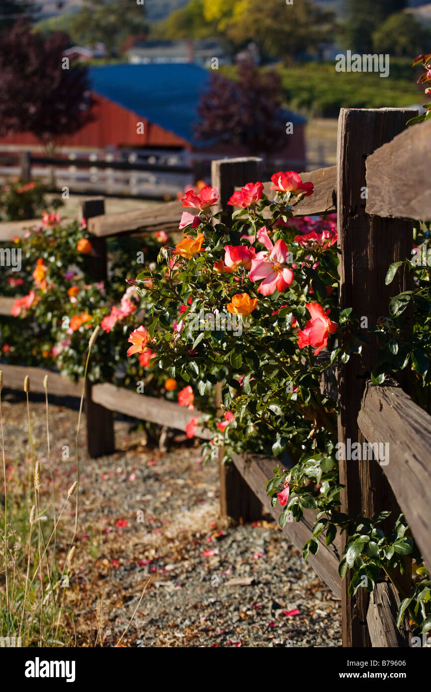 Roses on the fence hi-res stock photography and images - Alamy
