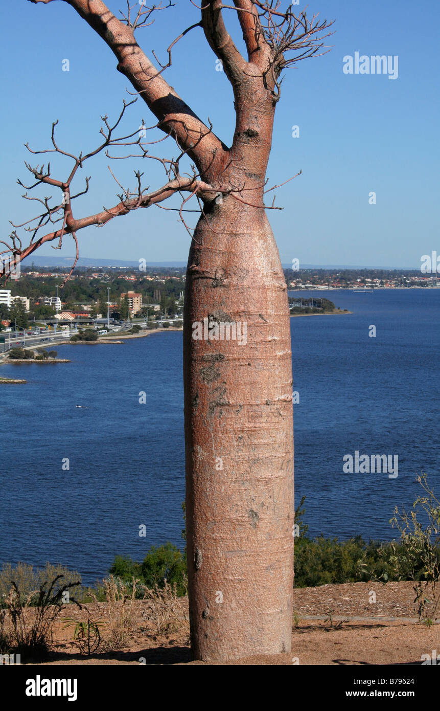 Boab Tree, Kings Park, WA, bush, outback Stock Photo - Alamy