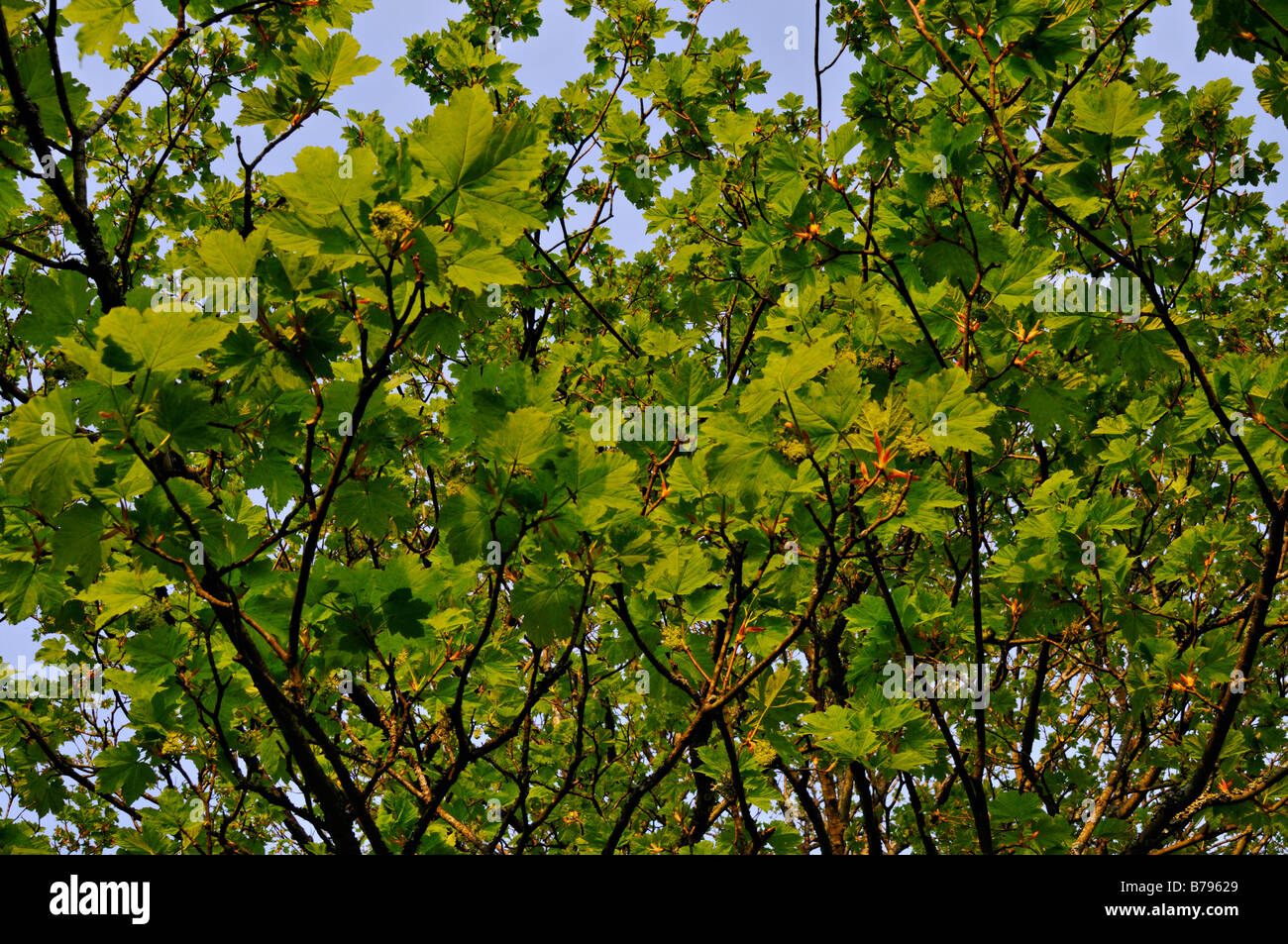 Looking up into the fresh new foliage of a sycamore tree in spring ...