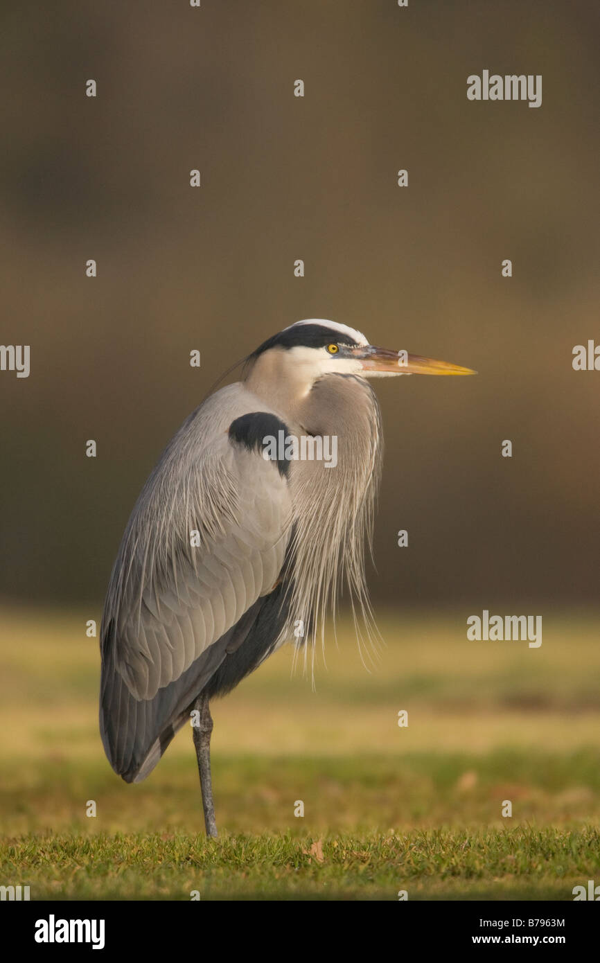 Great Blue Heron Ardea herodias Stock Photo - Alamy