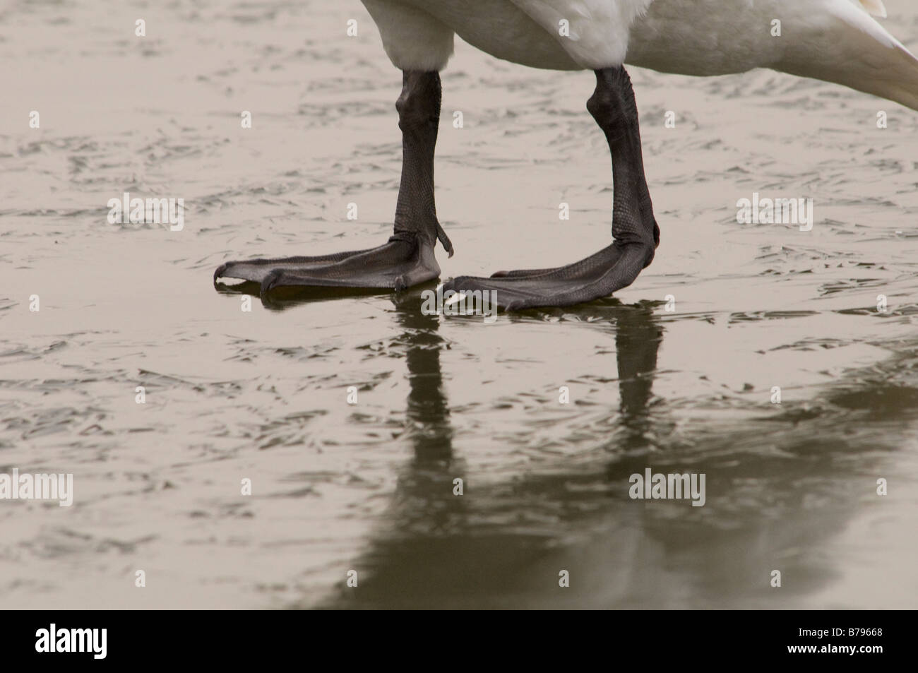 Swan feet hi-res stock photography and images - Alamy