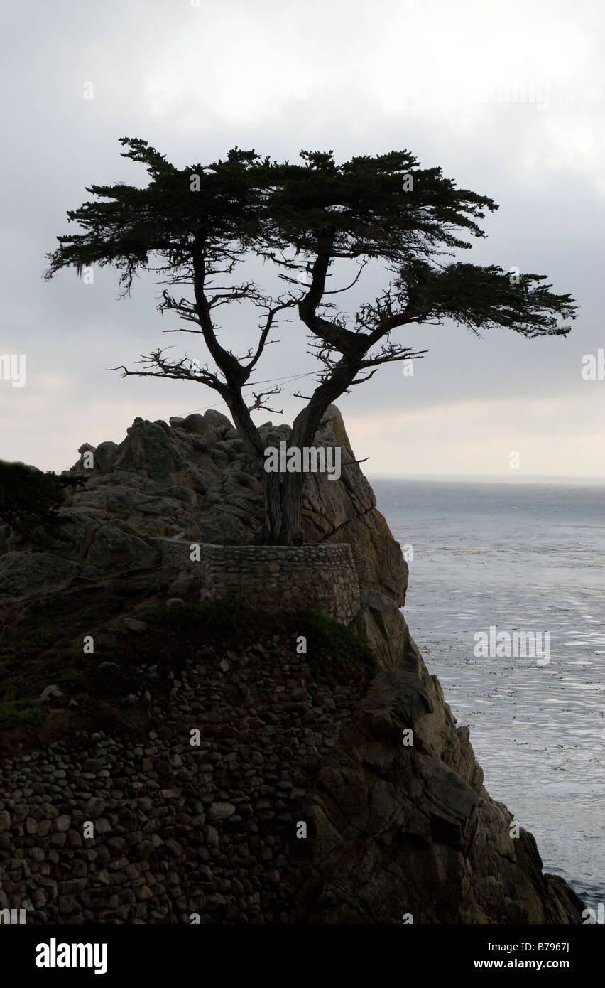 Lone Cypress Tree 17 Mile Drive Monterey California Stock Photo - Alamy