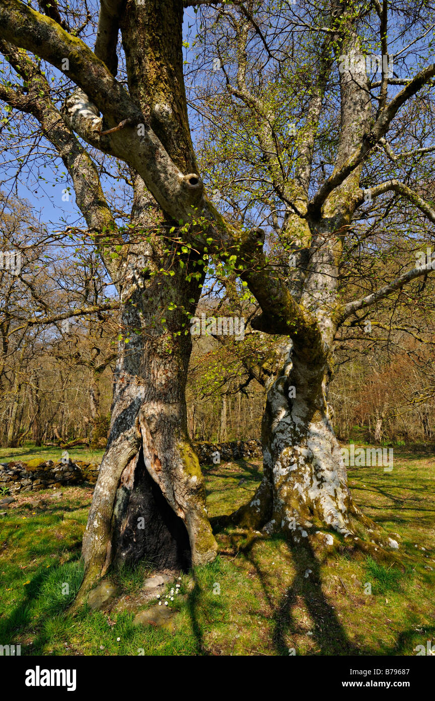 Coming in leaf hi-res stock photography and images - Alamy