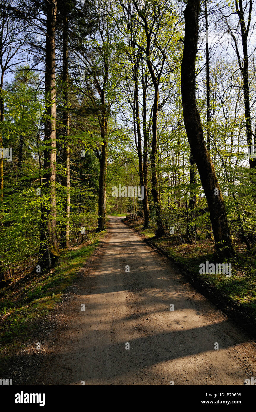 Countryside road through woods near hi-res stock photography and images ...