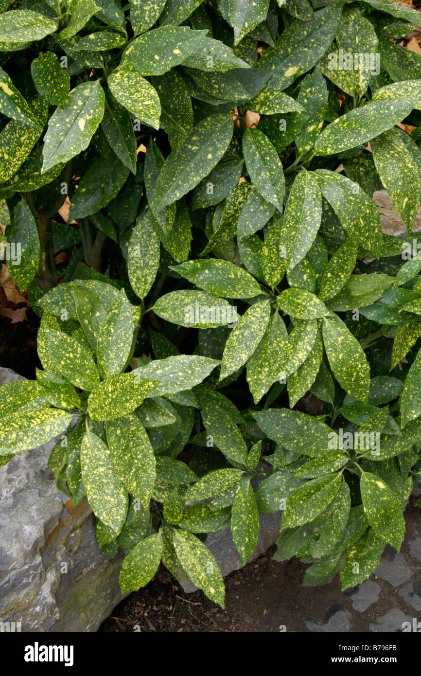 Spotted laurel (Aucuba japonica Stock Photo - Alamy