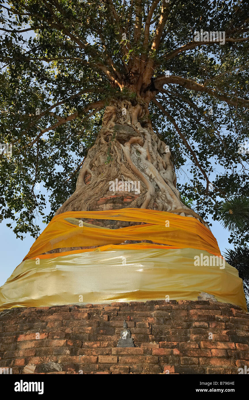 A chedi fully overgrown with a holy Bodhi tree and its roots at Wat Na ...