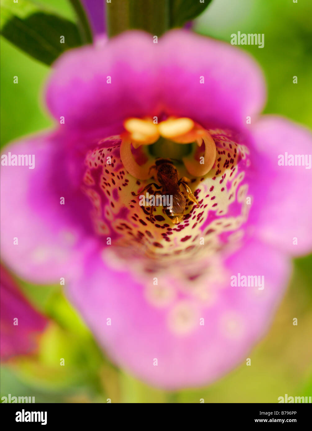 Insect gathering pollen in bellflower Stock Photo - Alamy