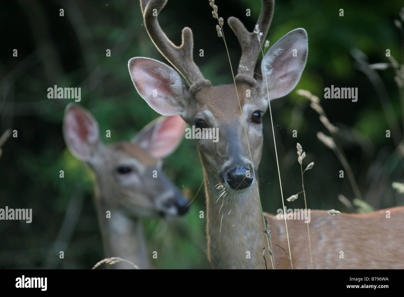 White tailed deer buck doe Stock Photo - Alamy