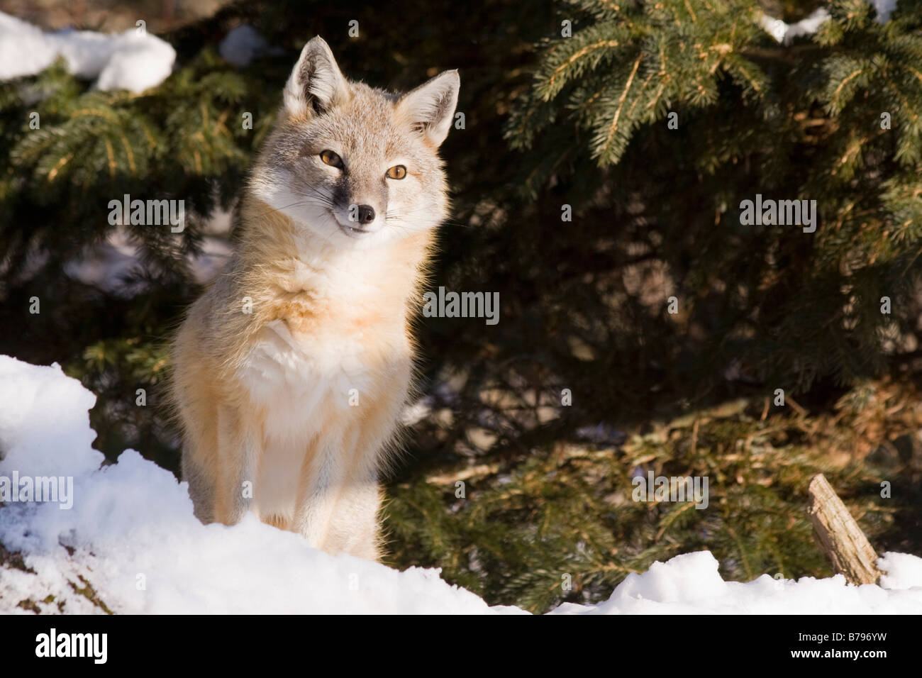Swift Fox (Vulpes velox) at Shubenacadie Wildlife Park, Nova Scotia ...