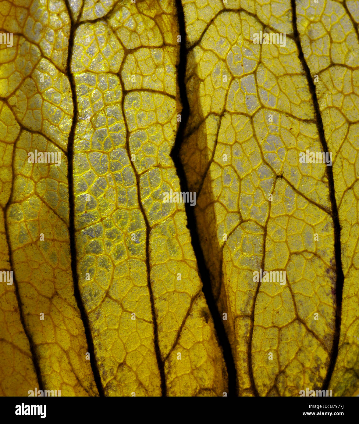 Bract hi-res stock photography and images - Alamy