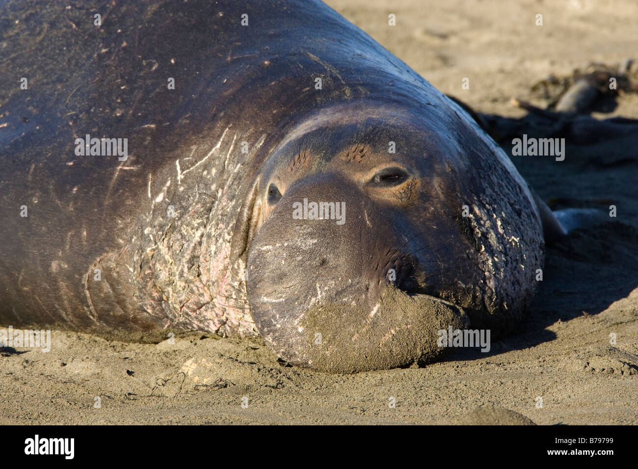 Bull elephant seal proboscis hi-res stock photography and images - Alamy