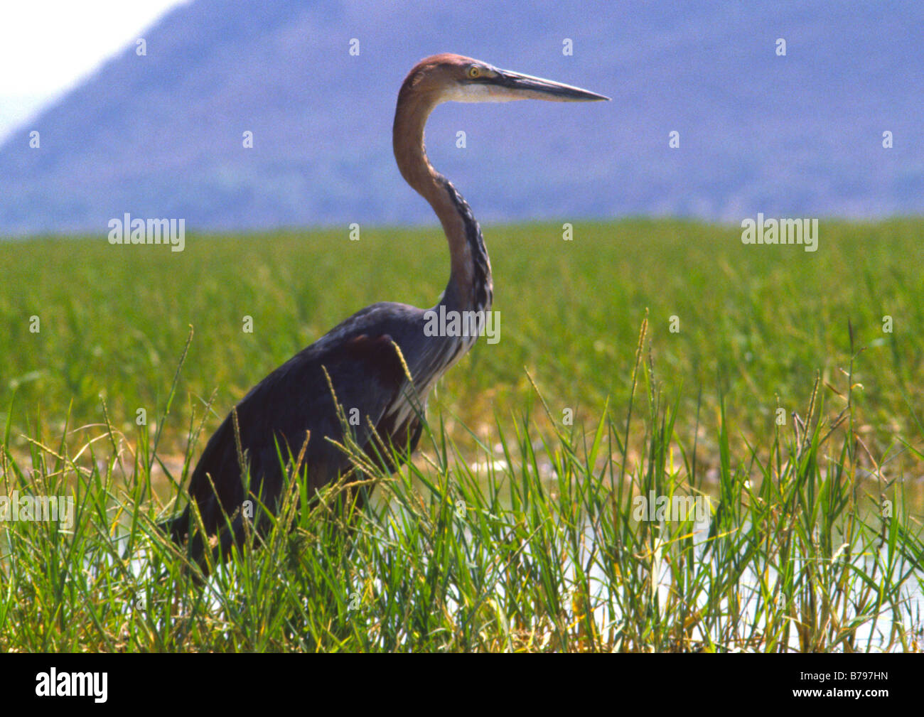 goliath heron,ardea goliath, at lake baringo kenya africa in 1984 Stock ...