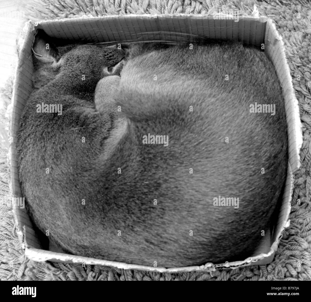 Funny cat box hi-res stock photography and images - Alamy