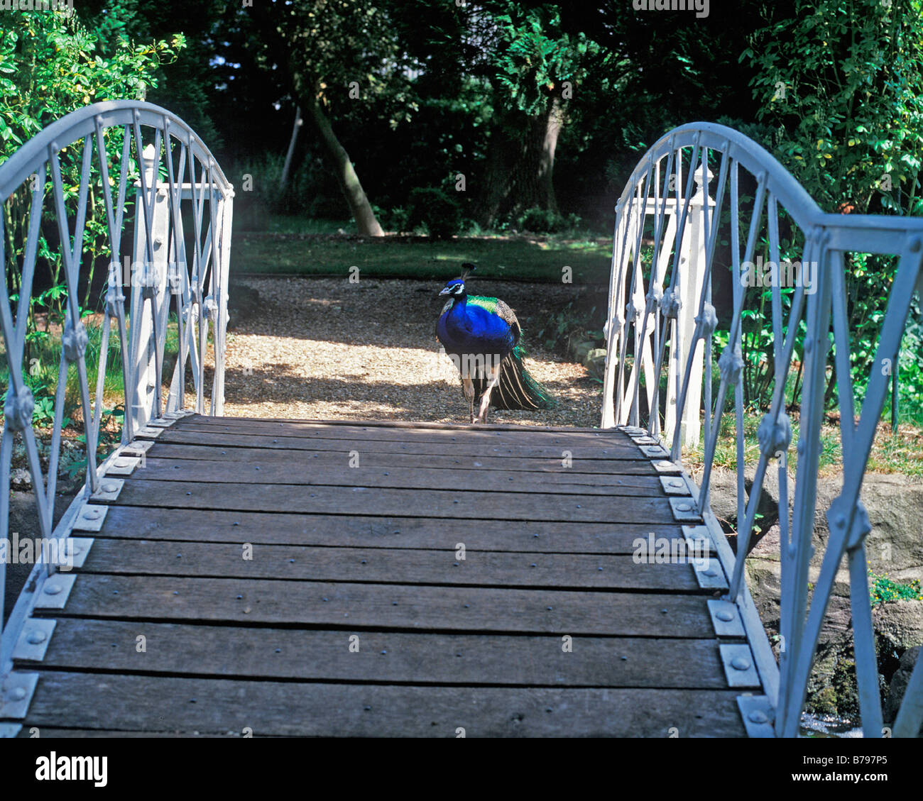Metal peacock hi-res stock photography and images - Alamy